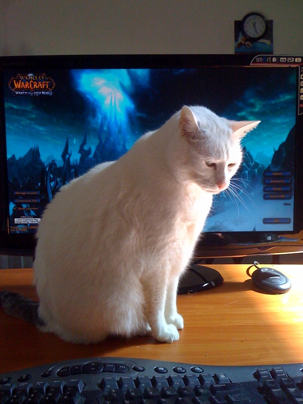The cat figured out how to get my attention : r/wow